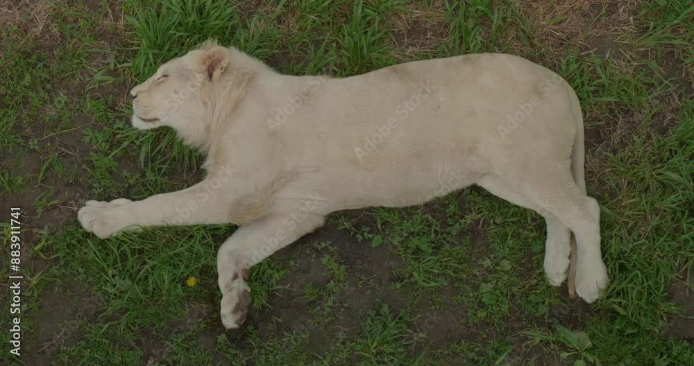 An overhead view of a white male lion lingering in the shade and ...