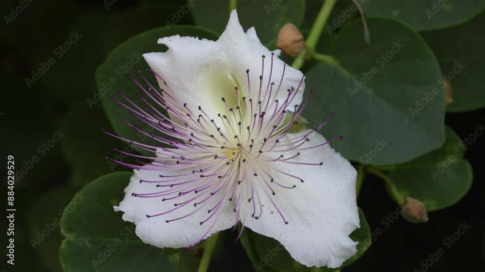 Capparis spinosa subsp. rupestris the caper bush, also called Flinders ...