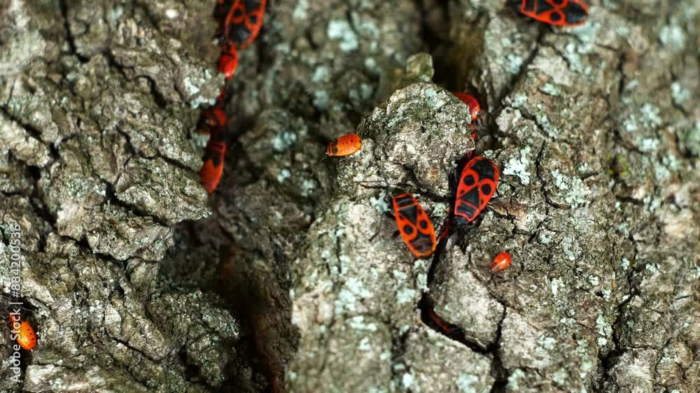 Macro video of firebug beetles in holes in the ground. Small and large ...