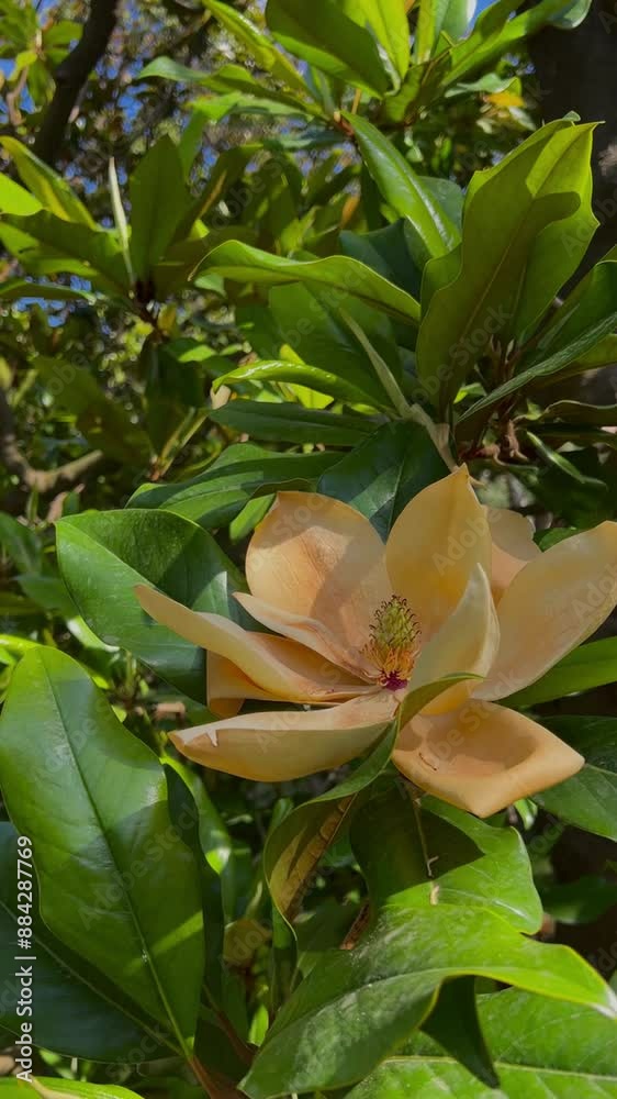 Branches of southern magnolia ( Magnolia grandiflora ) tree with leaves ...
