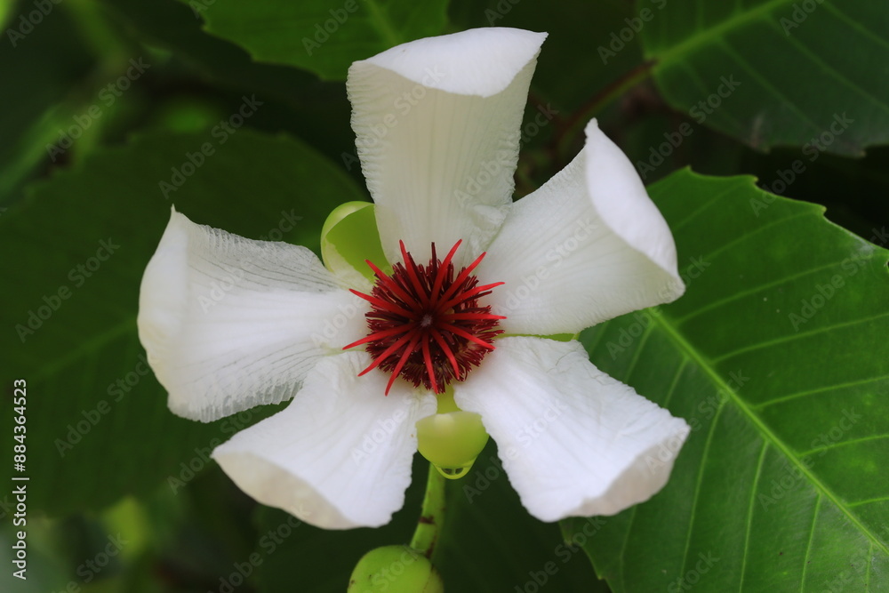 Dillenia Philippinensis (common name is Philippines Simpoh,Katmon) is a ...