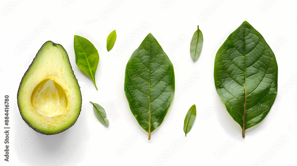Avocado Half with Various Sizes of Green Leaves on White Background ...
