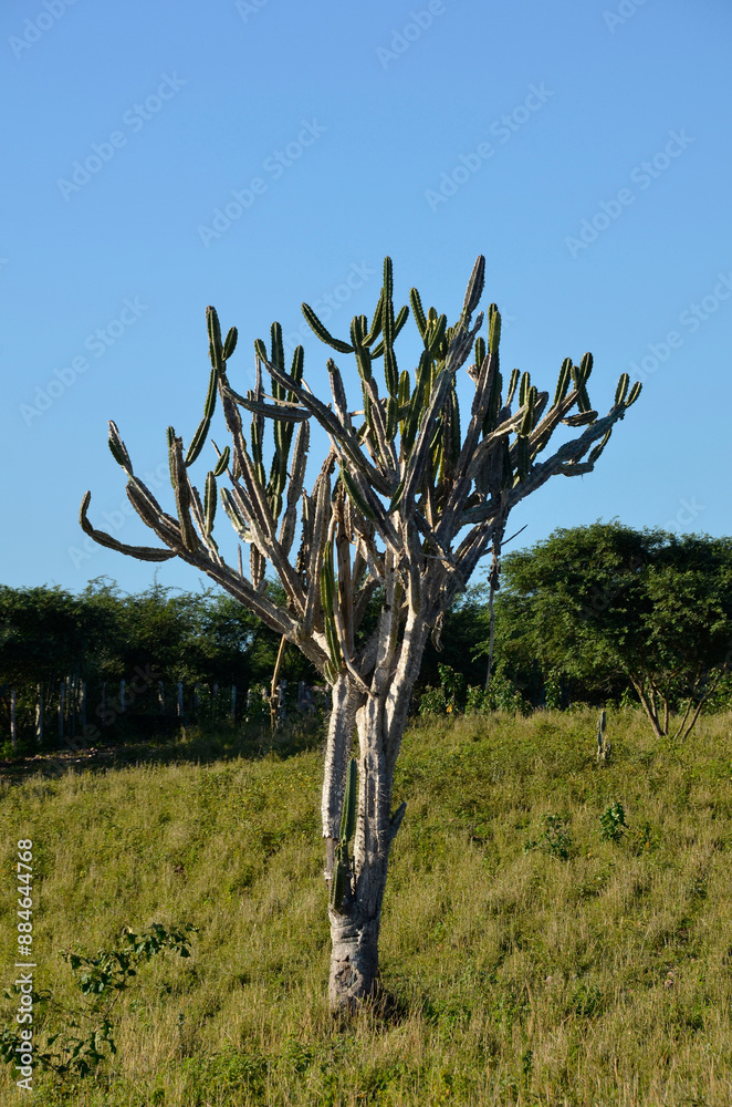 Detail of the thorn of the mandacaru, a plant native to the Brazilian ...