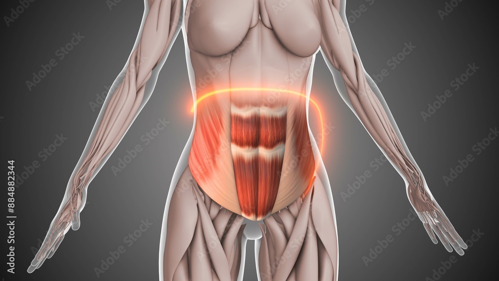 Poster Lower rectus abdominis and oblique muscle anatomy – Wall Art ...