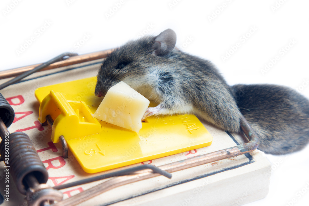 Deratization. The mouse got caught in a mousetrap. Mice as pests of ...