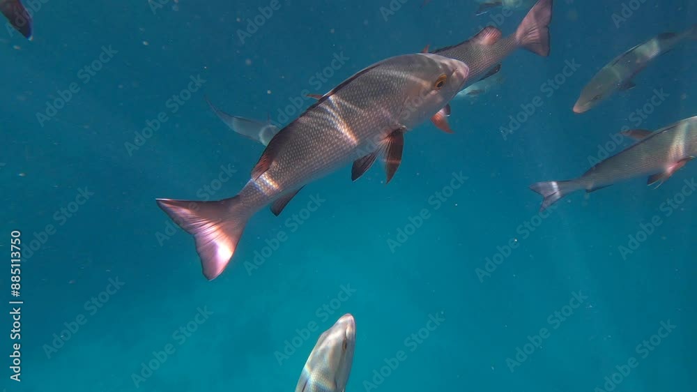 Group of Lutjanus bohar swimming in the Coral Sea at the Great Barrier ...