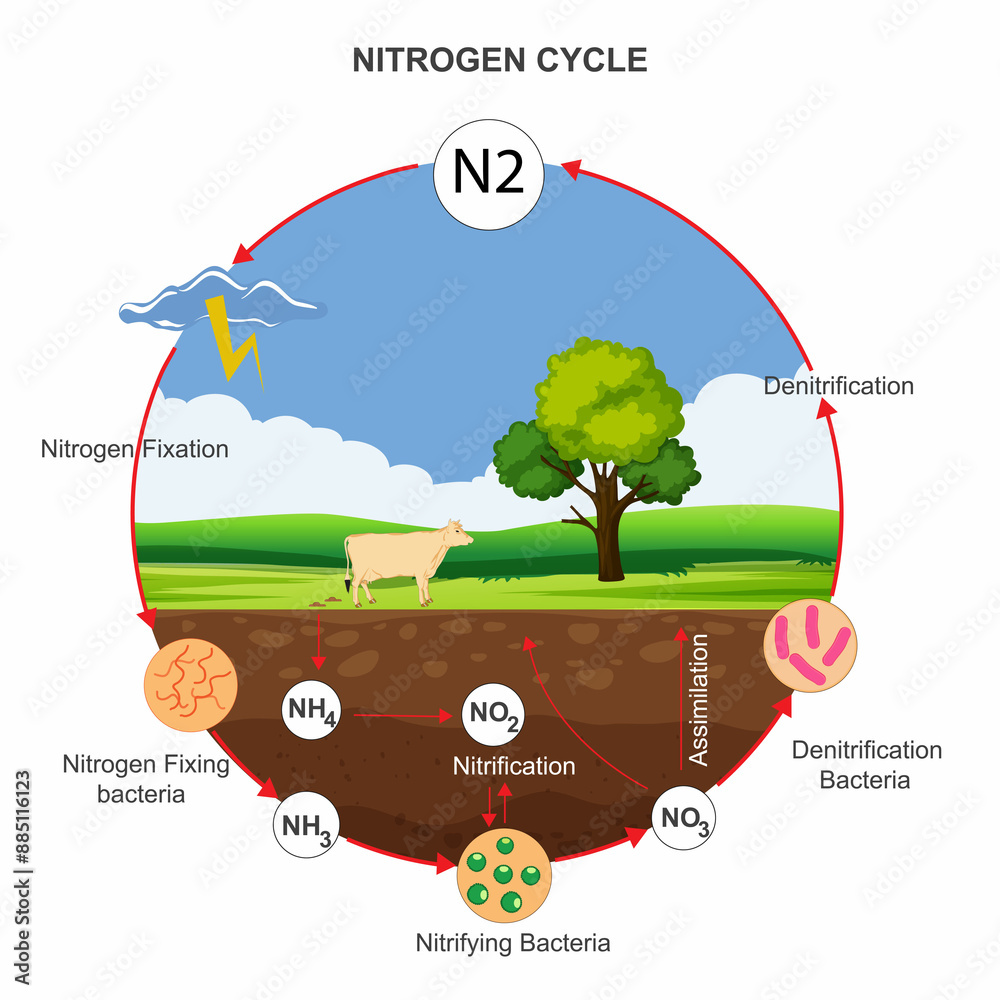 The Nitrogen Cycle. A Vital Process for Converting and Recycling ...