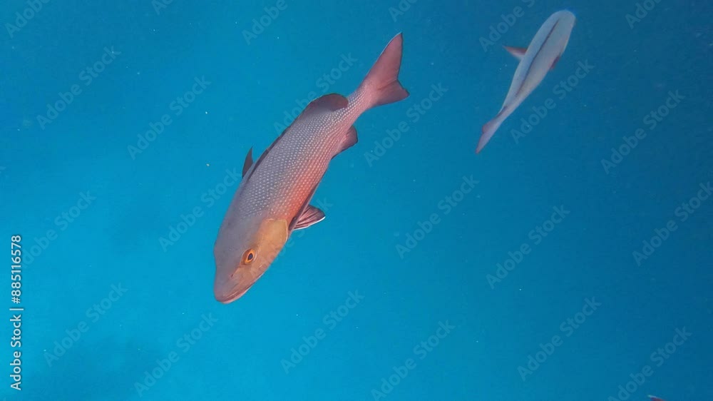Group of Lutjanus bohar fishes swim in blue waters of Great Barrier ...