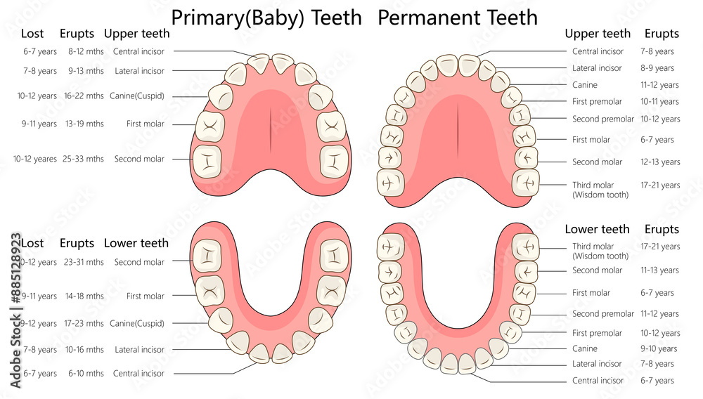 primary and permanent teeth development stages, showing eruption and ...