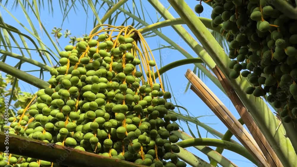 stunning close-up footage of green date palm tree showcasing intricate ...