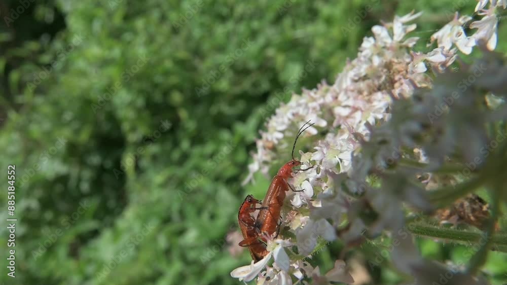 Common red soldier beetles (Rhagonycha fulva) mating on the flower head ...