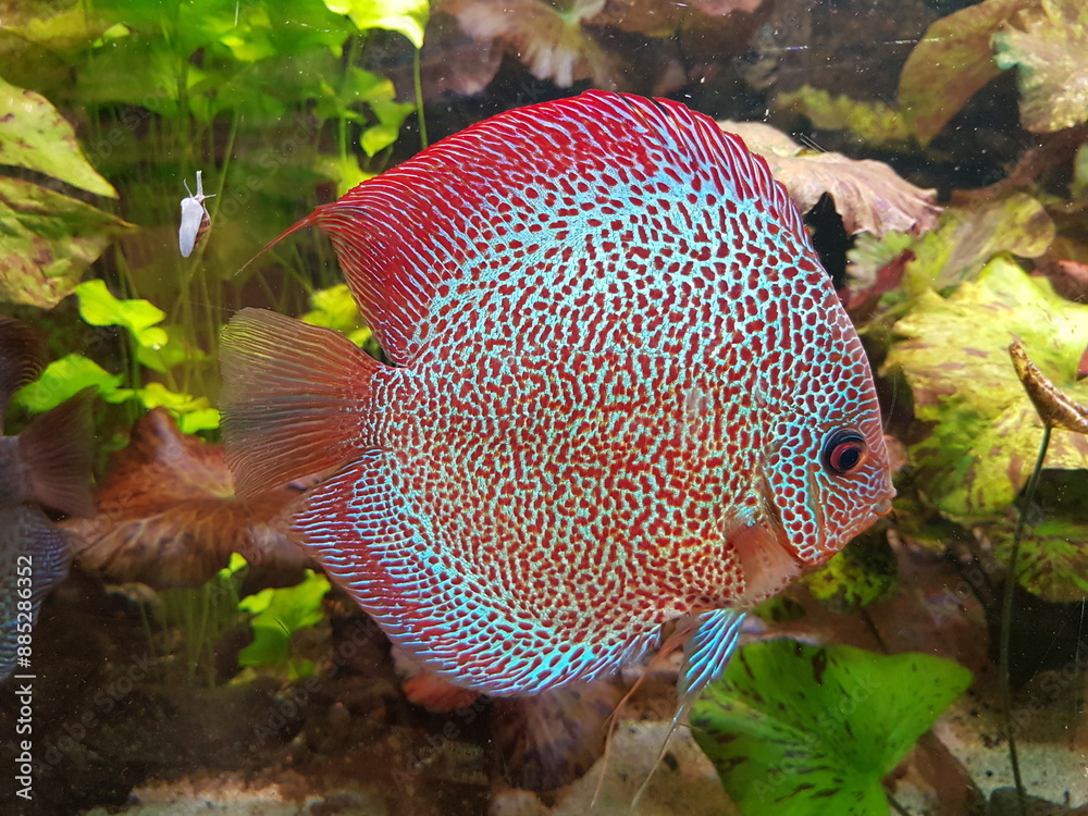 Symphysodon (colloquially known as discus or discus fish) is a genus of ...