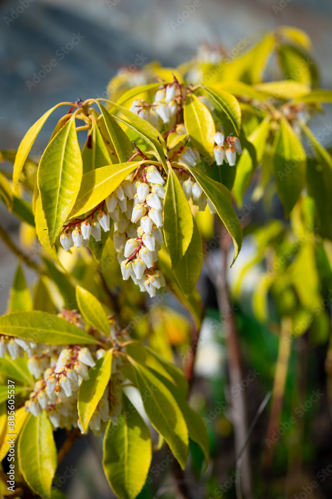 Japanese Pieris (lat. Pieris japonica) is a species of beautiful ...
