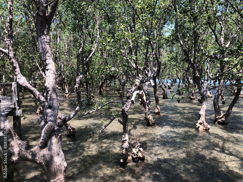 Mangrove Forest in Talabong Mangrove Park Bais City Philippines Photo ...