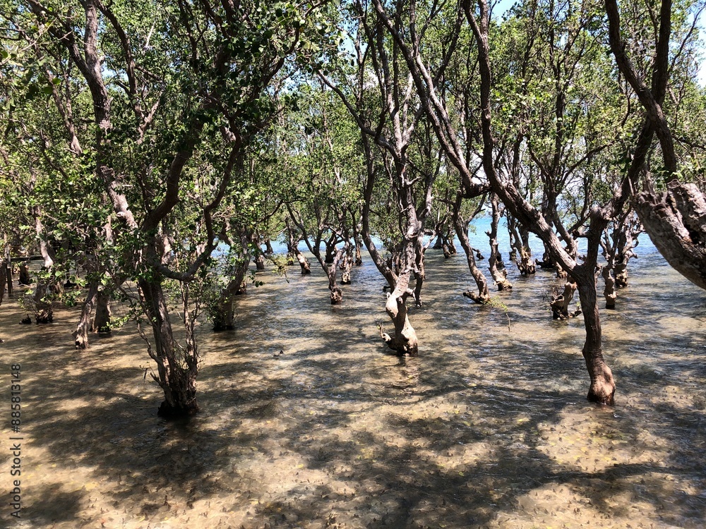 Mangrove Forest in Talabong Mangrove Park Bais City Philippines Photo ...