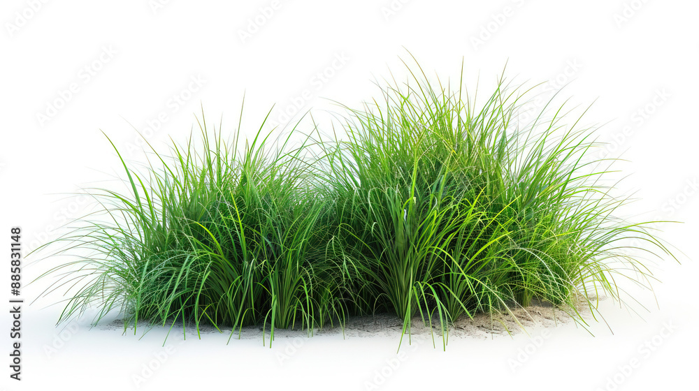 Vetiveria zizanioides (Vetiver Grass) Jungle Botanical Grass ...