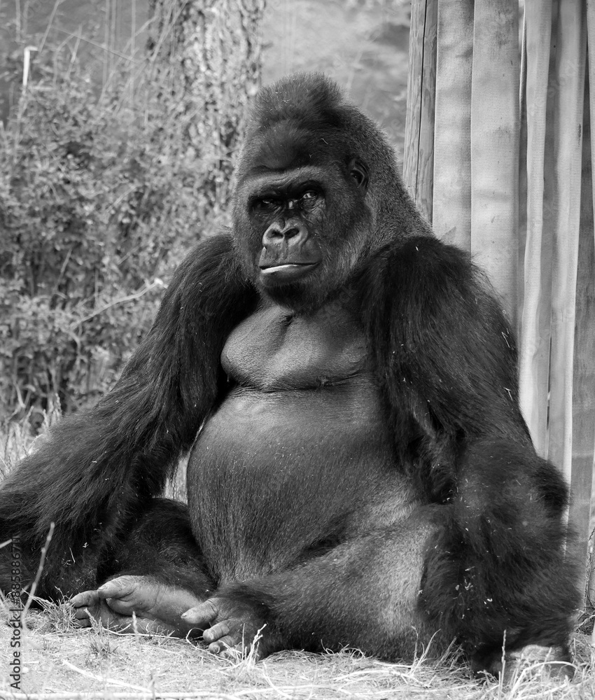 Gorillas are ground-dwelling, predominantly herbivorous apes that ...