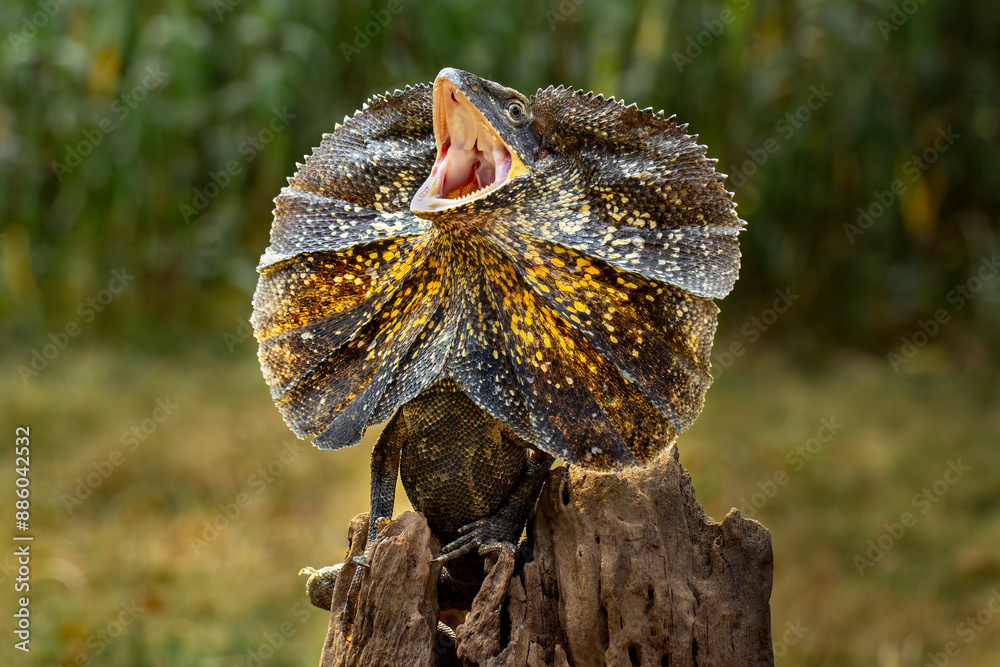 The Frilled-necked Lizard (Chlamydosaurus kingii) is well-known for its ...