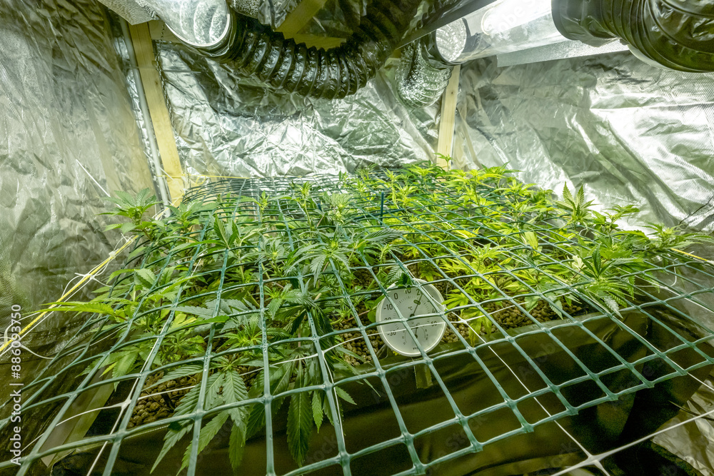 SoG Sea of Green net hemp cultivation technique Growing pot in growtent indoor Vegetative stage ...