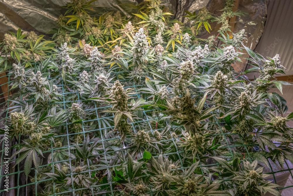 female blossom marijuana SoG Sea of Green net hemp cultivation ...