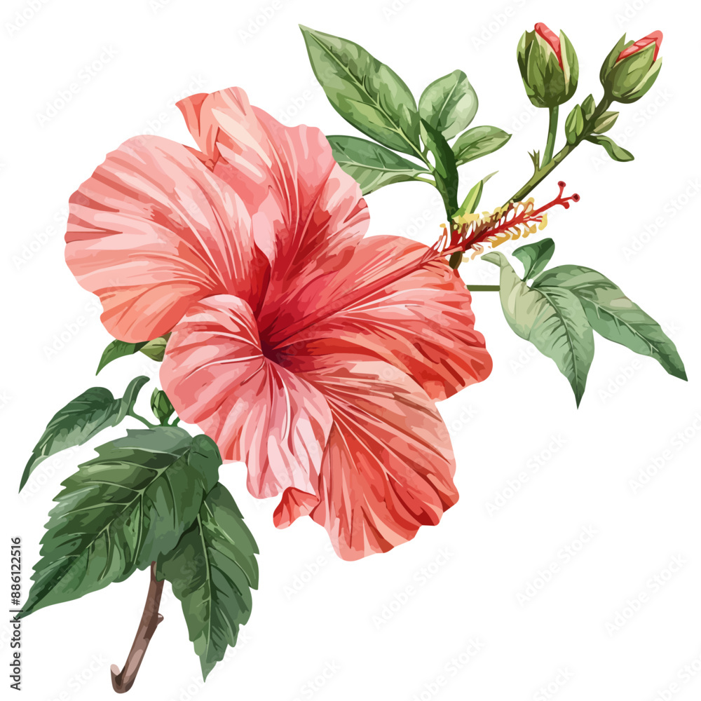 Watercolor clipart of a Hibiscus flower, isolated on a white background ...