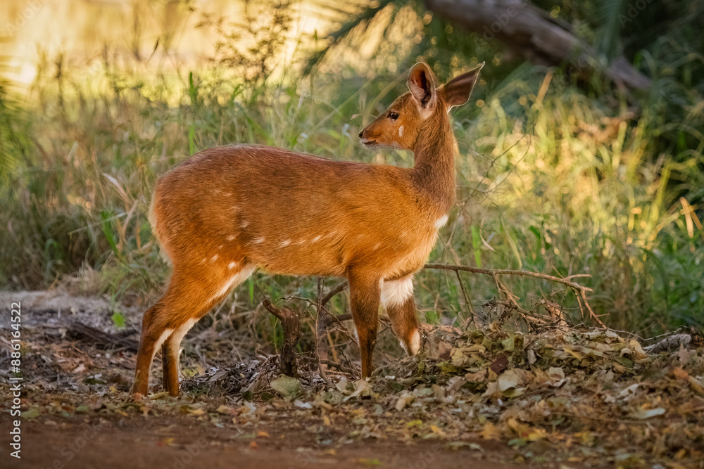 A pretty bushbuck ewe with white spots looks back cautiously on the ...