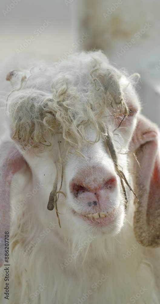 Close up of a goat head. The Angora or Ankara goat is a Turkish breed ...