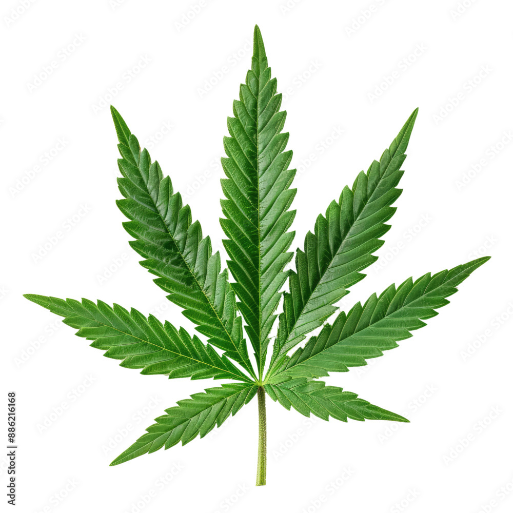 green cannabis leaf isolated Stock Photo | Adobe Stock