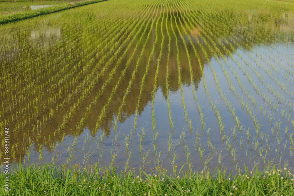 Rice paddies after rice planting, Japanese farming village in summer ...