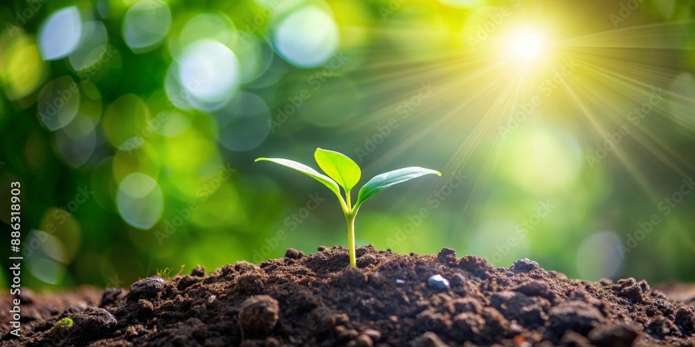 Little green plant sprouting from the earth on World Environment Day ...