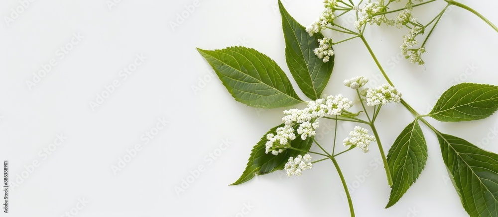 Goutweed plant showcased on a white background with copy space image ...