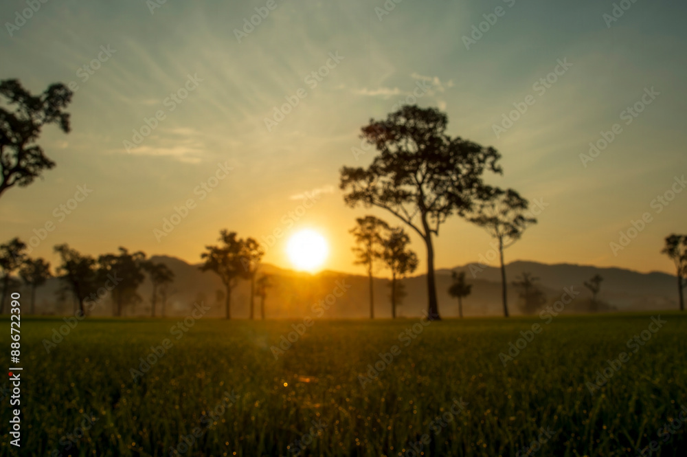 Golden sunshine sky tropical tree fields in sunny morning. Silhouette ...