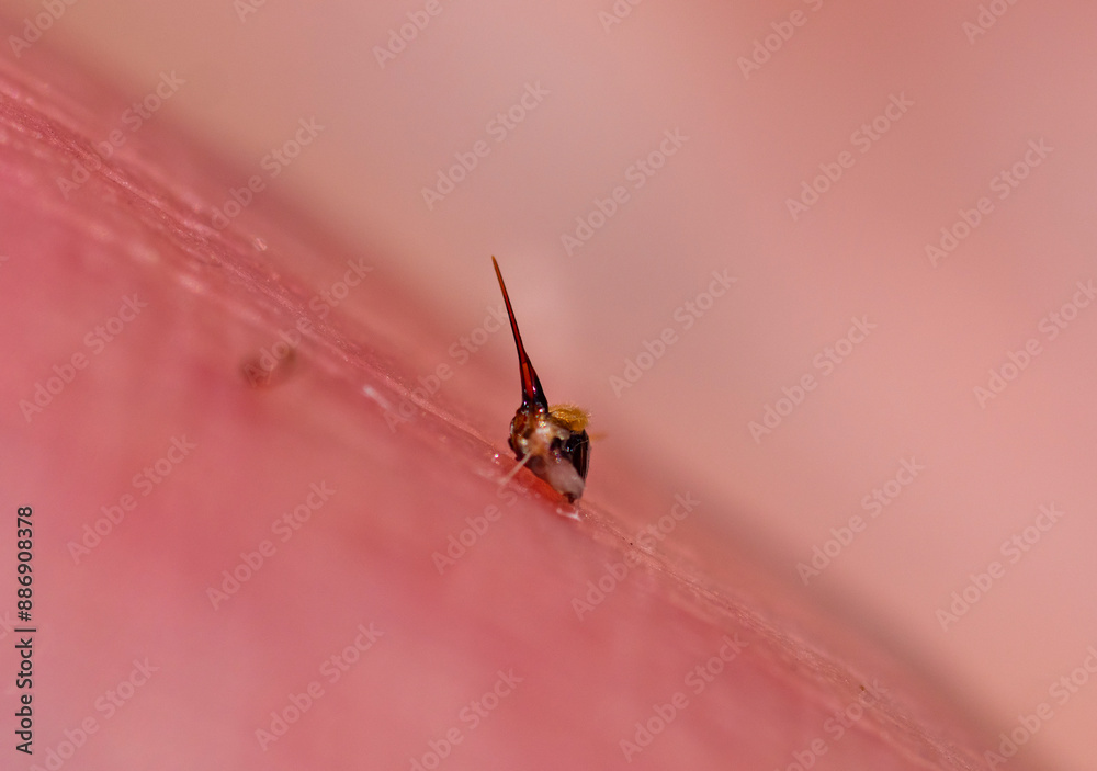 Close-up of a bee sting. The sting with a bubble of poison resembles a ...