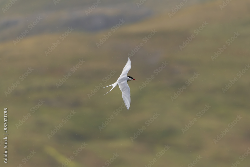 Arctic tern - Sterna paradisaea - with spread wings in flight at dark ...