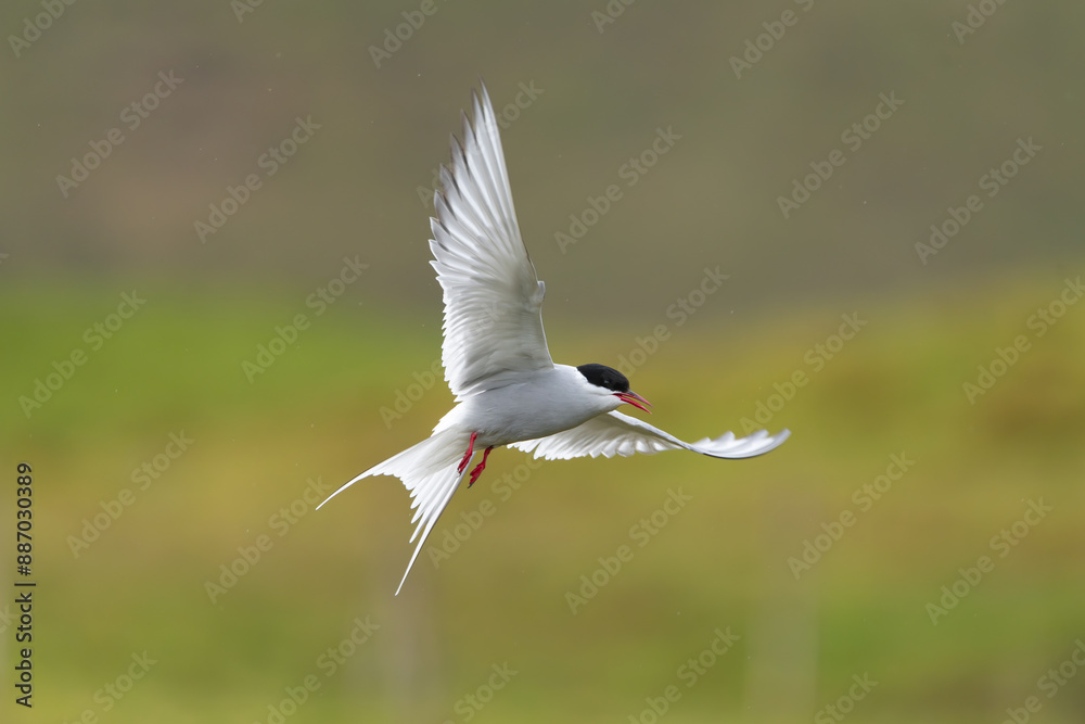 Arctic tern - Sterna paradisaea - with spread wings in flight at green ...