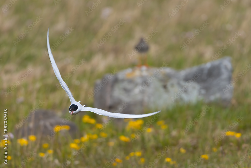 Arctic tern - Sterna paradisaea - with spread wings in flight at green ...
