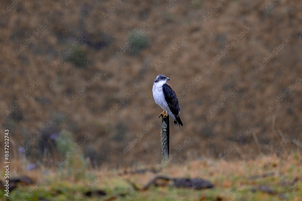 Environmental image of Variable Hawk on a miserable day in the Andes ...