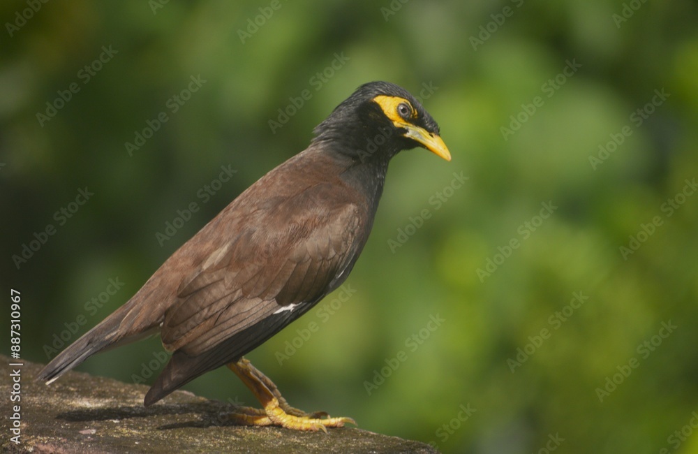 The Lesser Hill Myna is a bird species that inhabits the forests of Sri ...