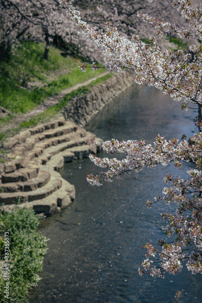 Riverside walkways under beautiful archways of pink cherry blossom ...