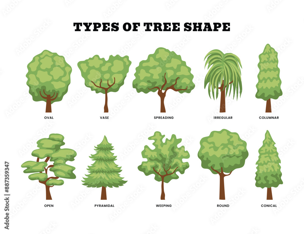 Different types of tree shapes collection, Forest and nature concept ...