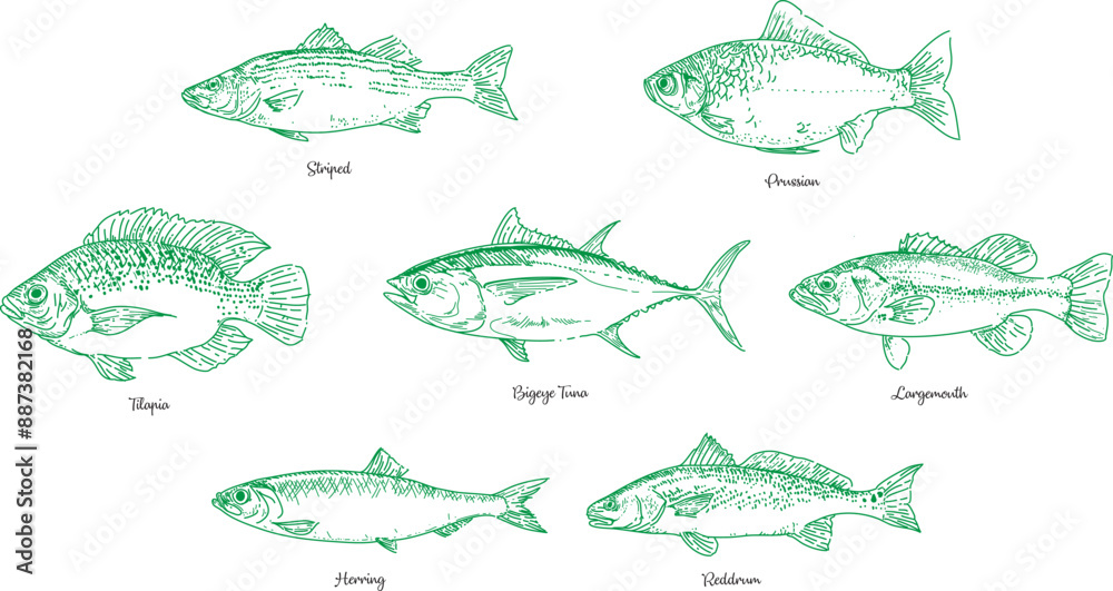 Hand drawn fish vector collection set, fish handdrawn collection, Fish ...
