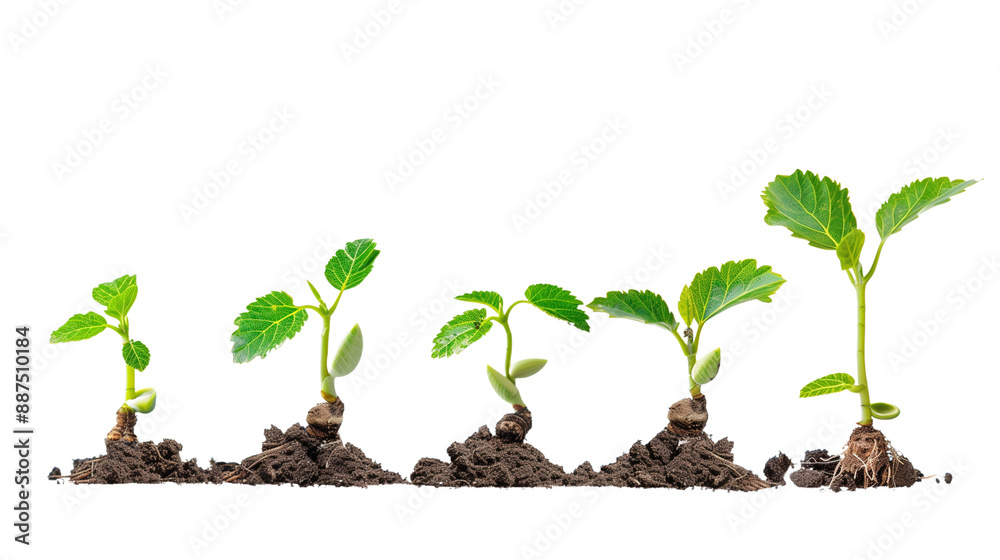 Multiple stages of a maple sprout’s growth, from seed to small plant ...