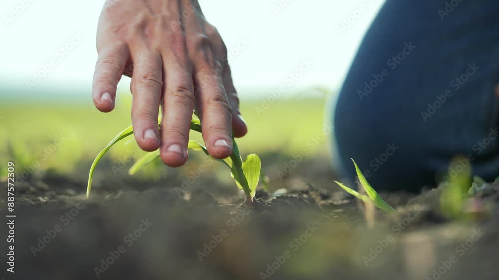 Farmer hand gently cultivates soil. farmer nurturing young sprout in ...