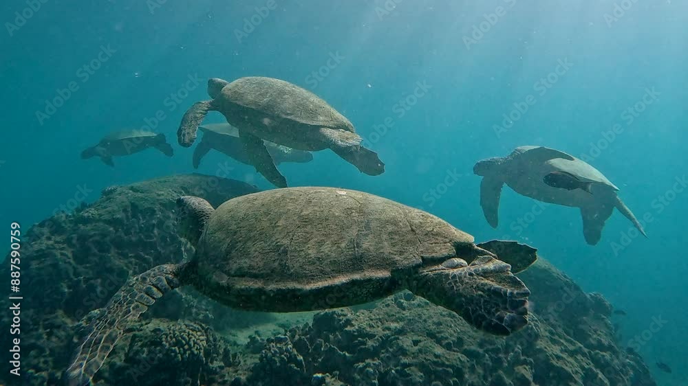 A cluster of turtles congregate around a large coral head in the warm ...
