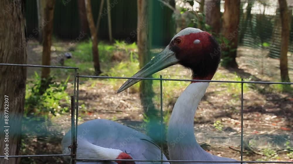 The Sarus crane (Antigone Antigone), the world's tallest extant flying ...