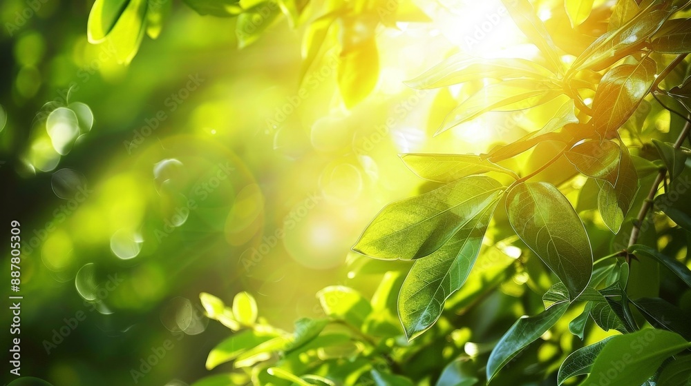 Explain the process of photosynthesis and its significance to life on ...