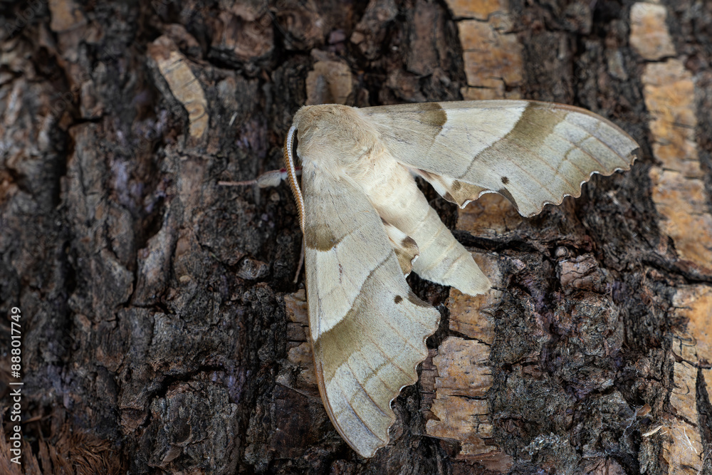 Oak Hawk-moth - Marumba quercus, beautiful large moth from woodlands ...