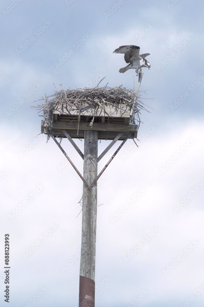 Vigilant adult osprey with wings spread and razor sharp talons about to ...