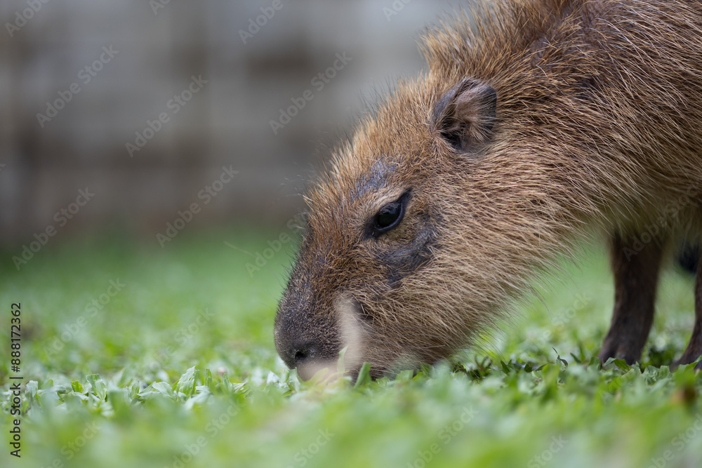 capybara is a giant cavy rodent native to South America. It is the ...