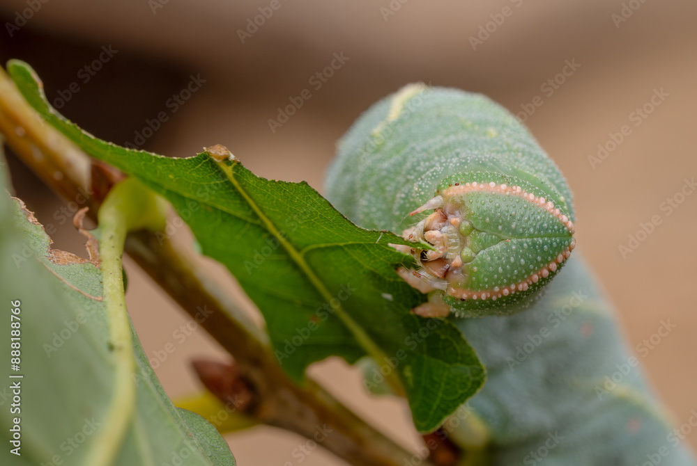 Oak Hawk-moth caterpillar - Marumba quercus, caterpillar of moth from ...